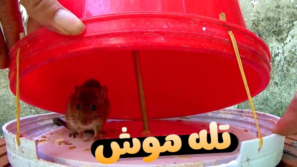 آموزش ساختن تله موش با سطل | تله موش خیلی ساده و کاربردی!